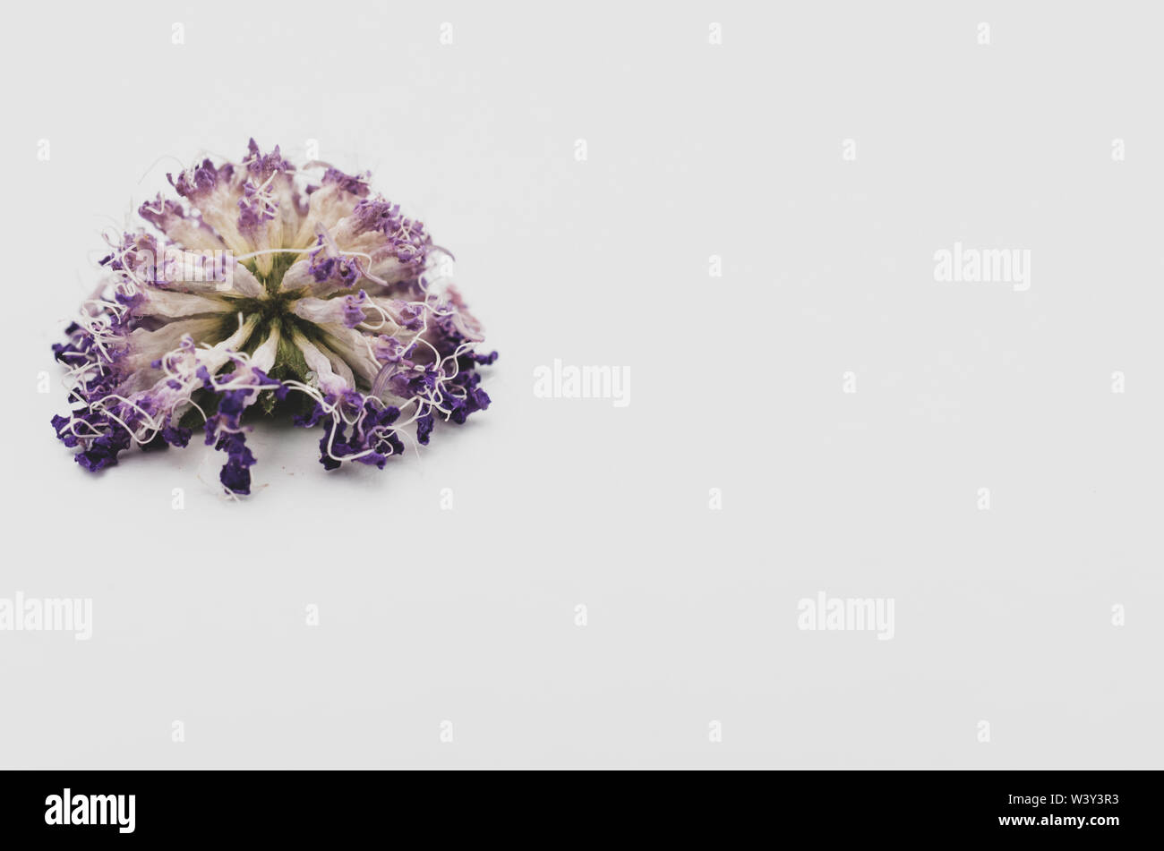 macro view of dry gypsy rose flower head - white background Stock Photo ...