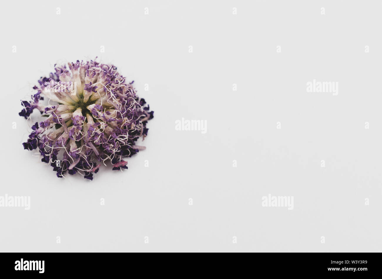 macro view of dry gypsy rose flower head - white background Stock Photo ...