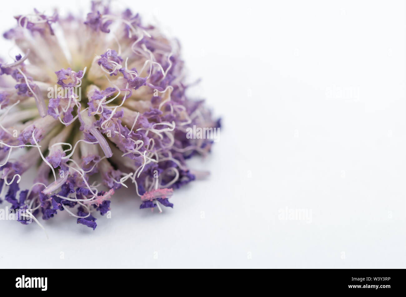 macro view of dry gypsy rose flower head - white background Stock Photo ...