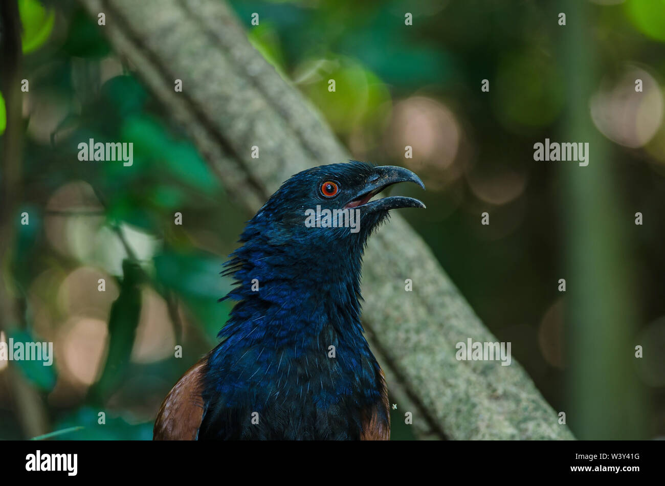 Greater black coucal hi-res stock photography and images - Alamy