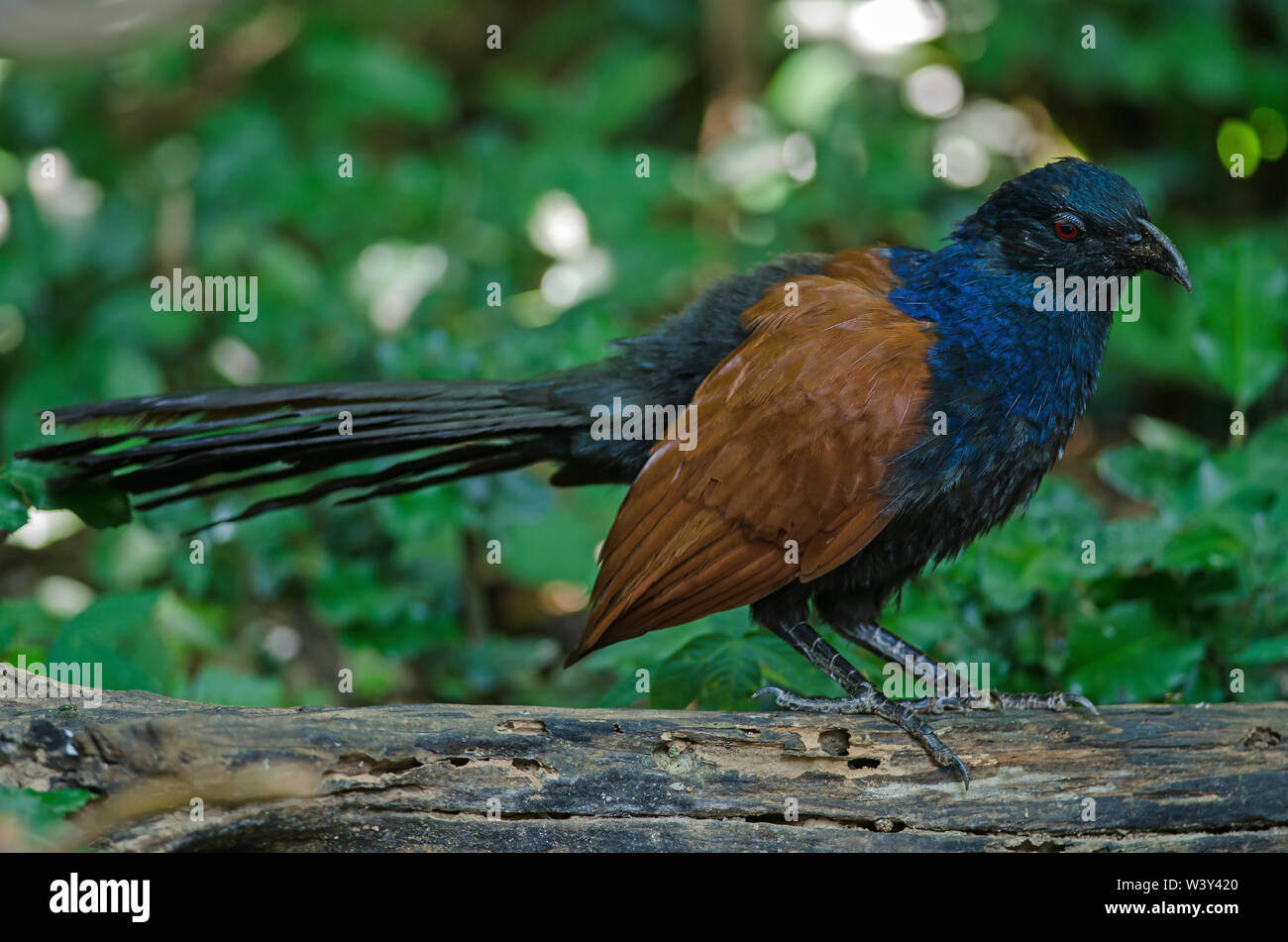 Close up Greater coucal (Centropus sinensis) in nature, Thailand Stock ...
