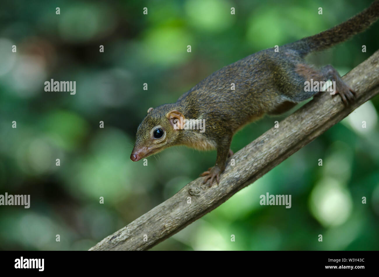 Common Tree Shrew