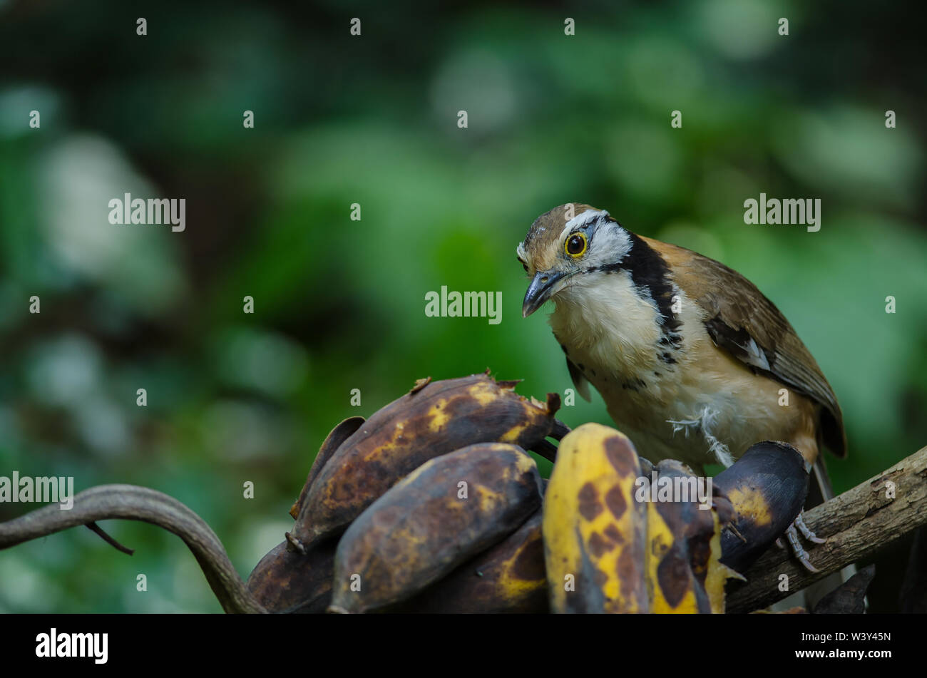 Greater Necklaced Laughingthrush on branch in nature, Thailand ...