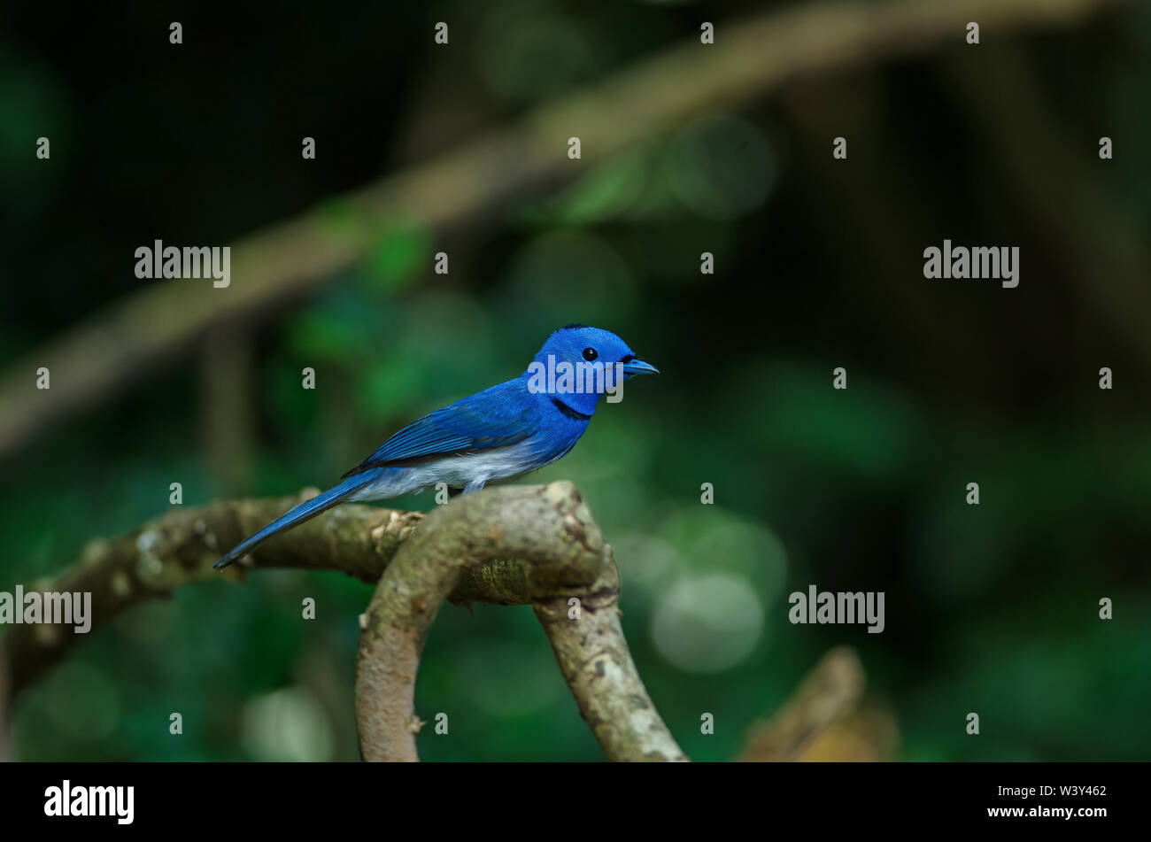 Black naped monarch hypothymis azurea bird hi-res stock photography and ...