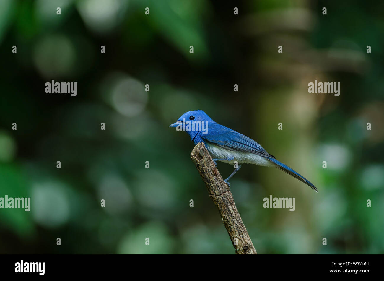Black-naped monarch (Hypothymis azurea) bird in nature perching on a ...