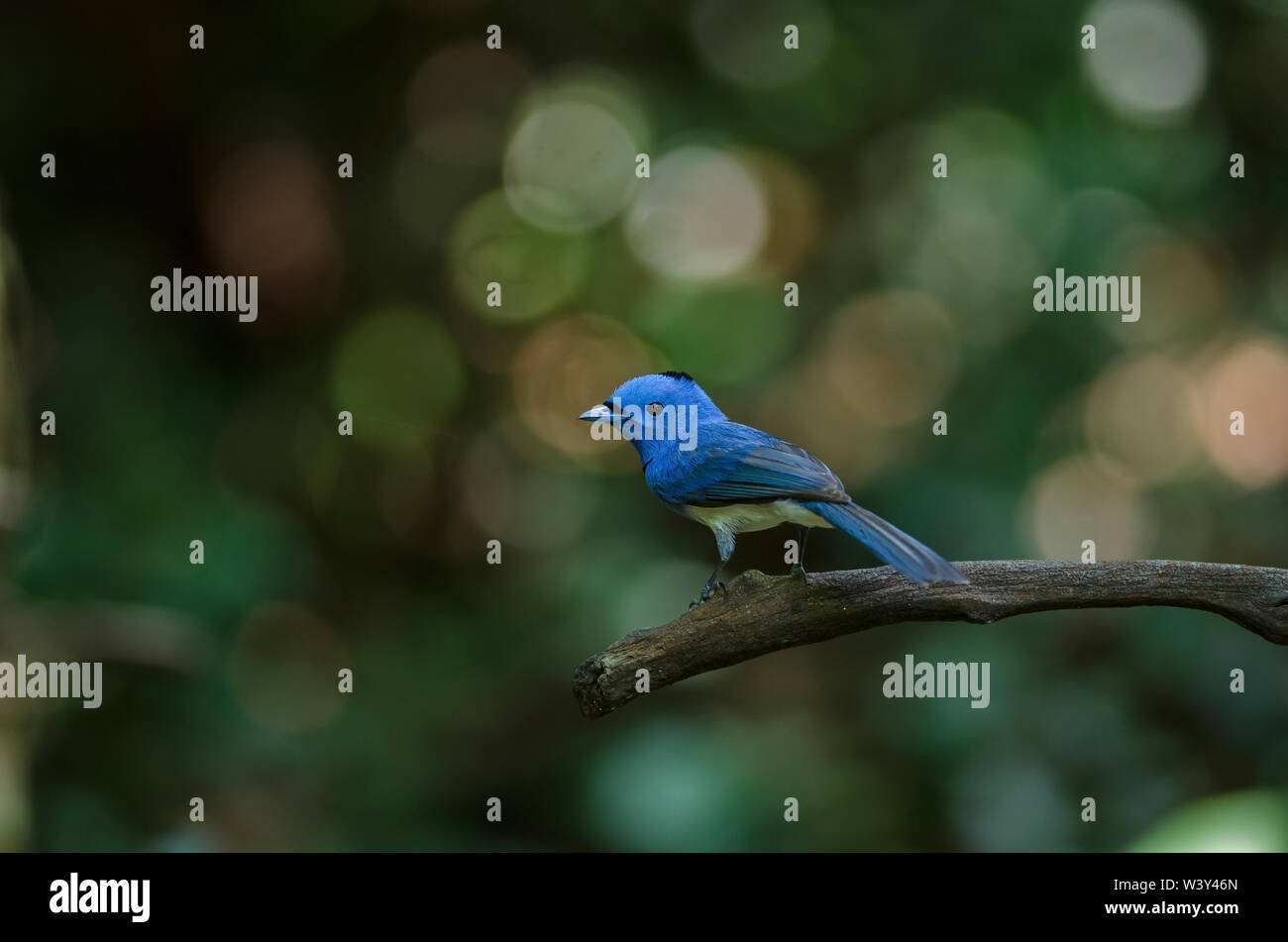 Black-naped monarch (Hypothymis azurea) bird in nature perching on a ...