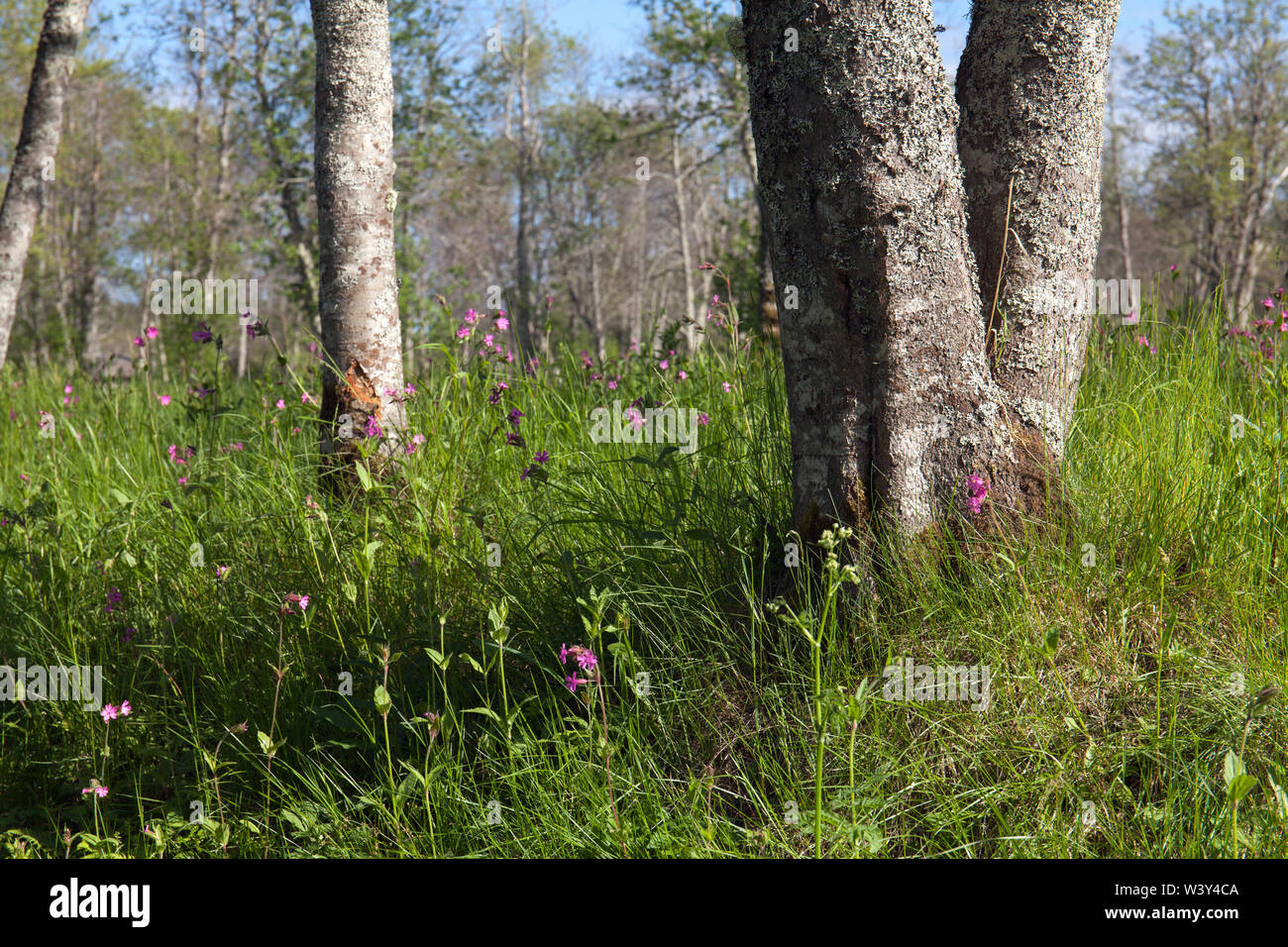 Trunks of gray algae and meadows. Some different flowers in the grass ...