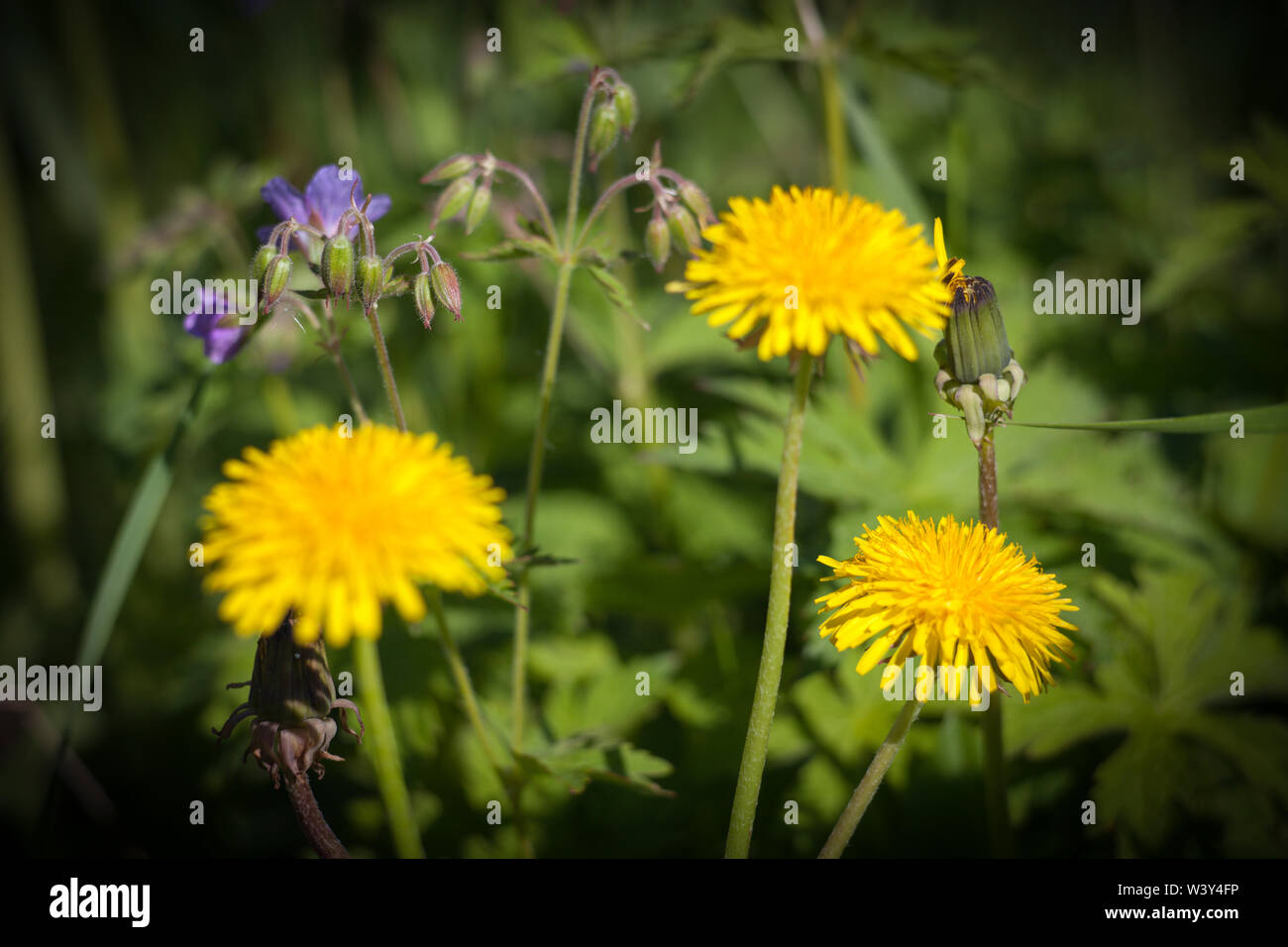 Close up view of some dandelion on a meadow. Yellow flowers. Dark ...