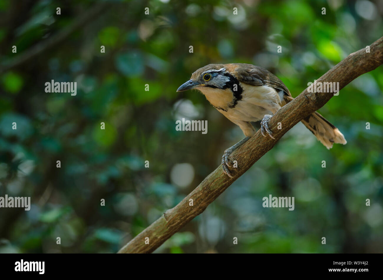 Greater Necklaced Laughingthrush on branch in nature, Thailand ...