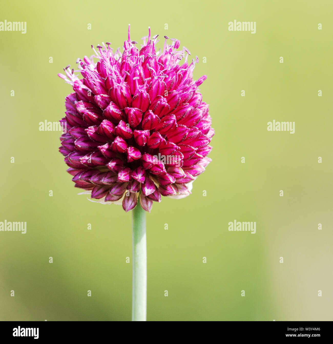 Flowering leeks and uk hi-res stock photography and images - Alamy