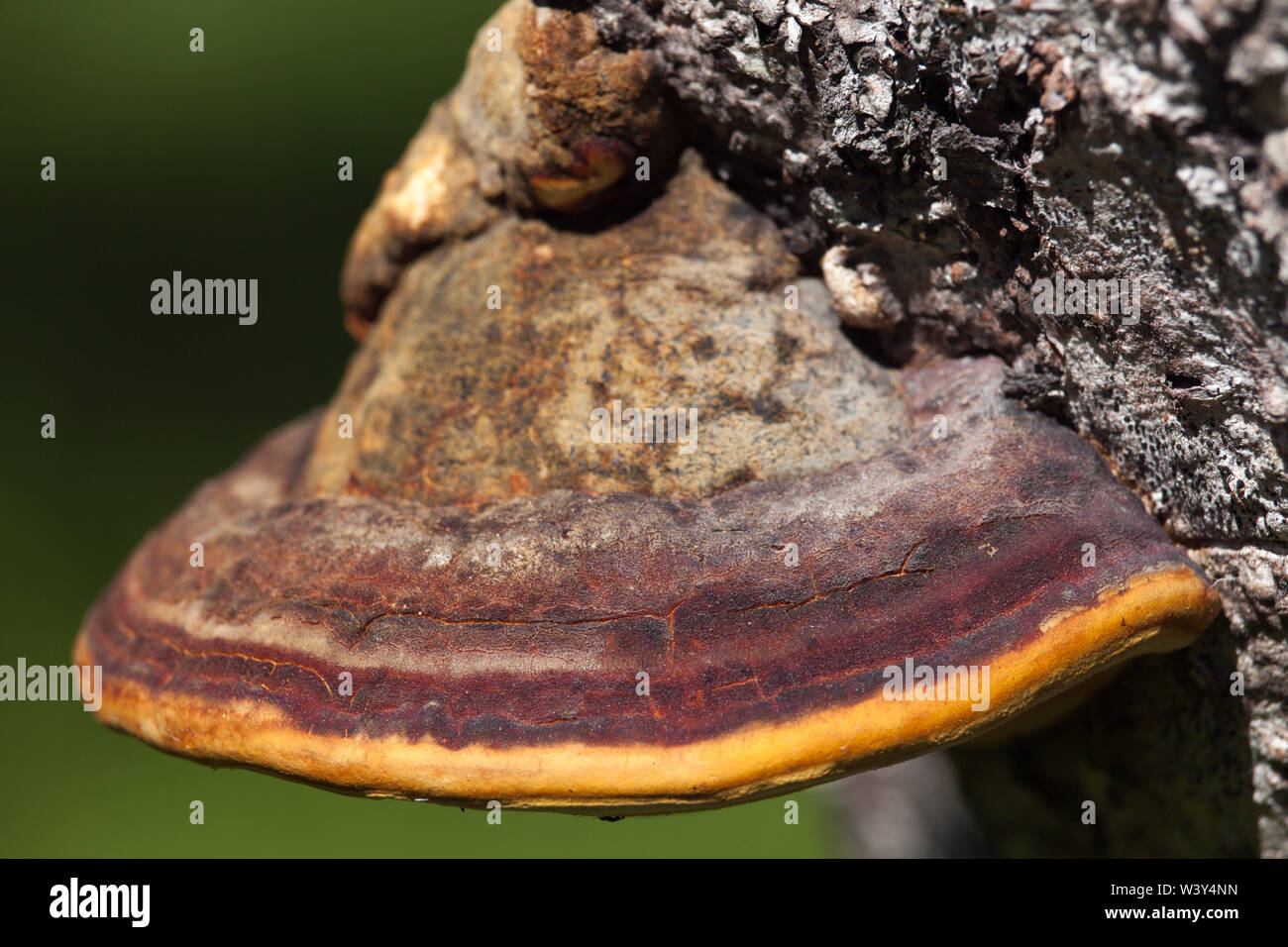 Red alder trunk hi-res stock photography and images - Alamy