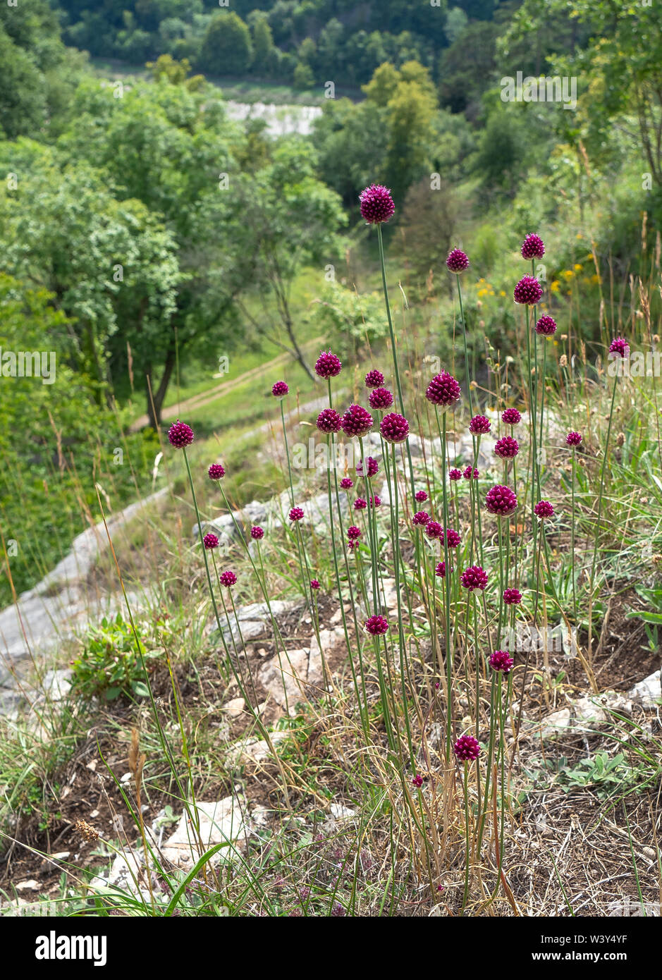 Round headed leek or Bristol onion Allium sphaerocephalum growing on ...