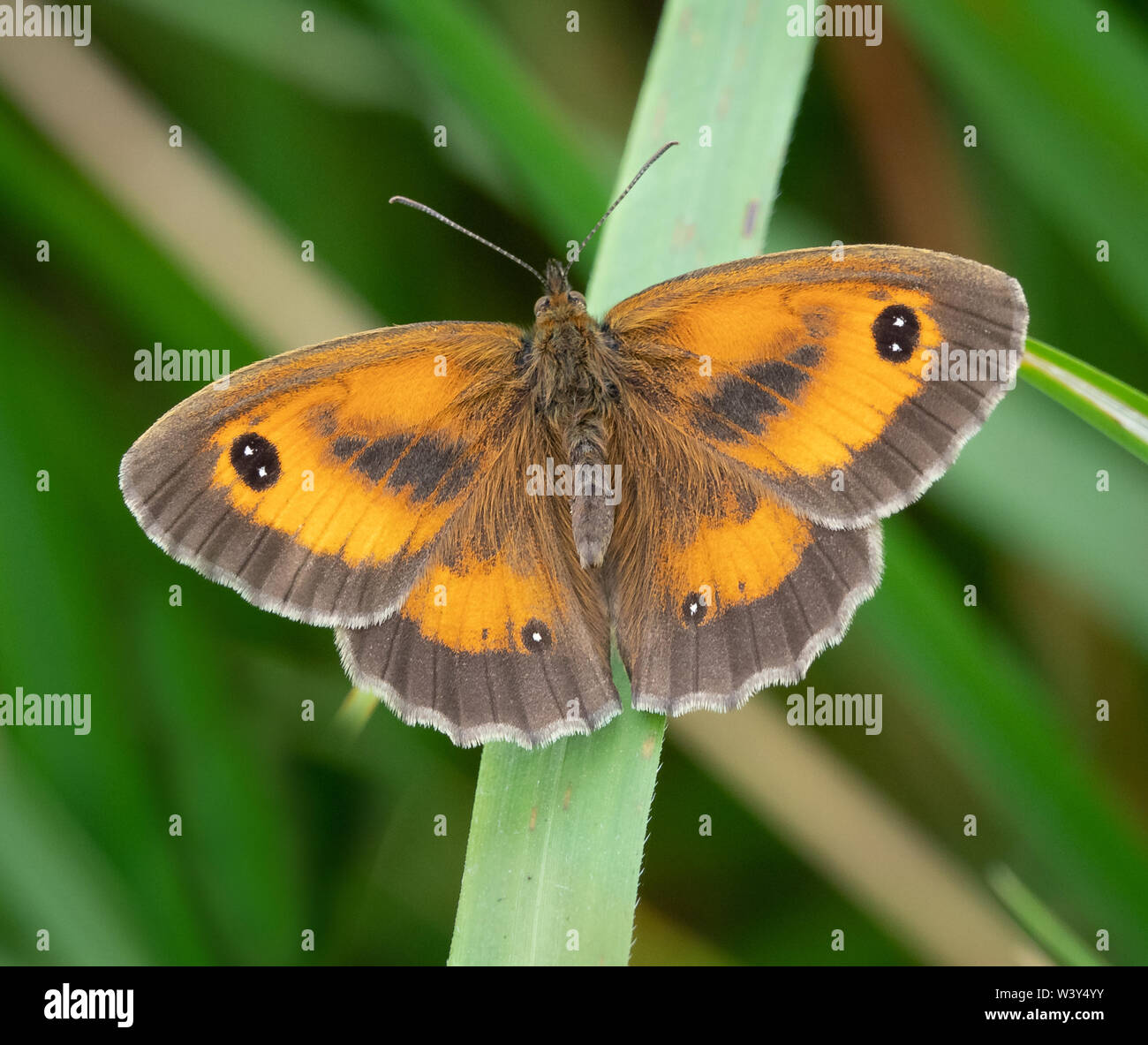 Gatekeeper butterfly Pyronia tythonus male at rest - Gloucestershire UK ...
