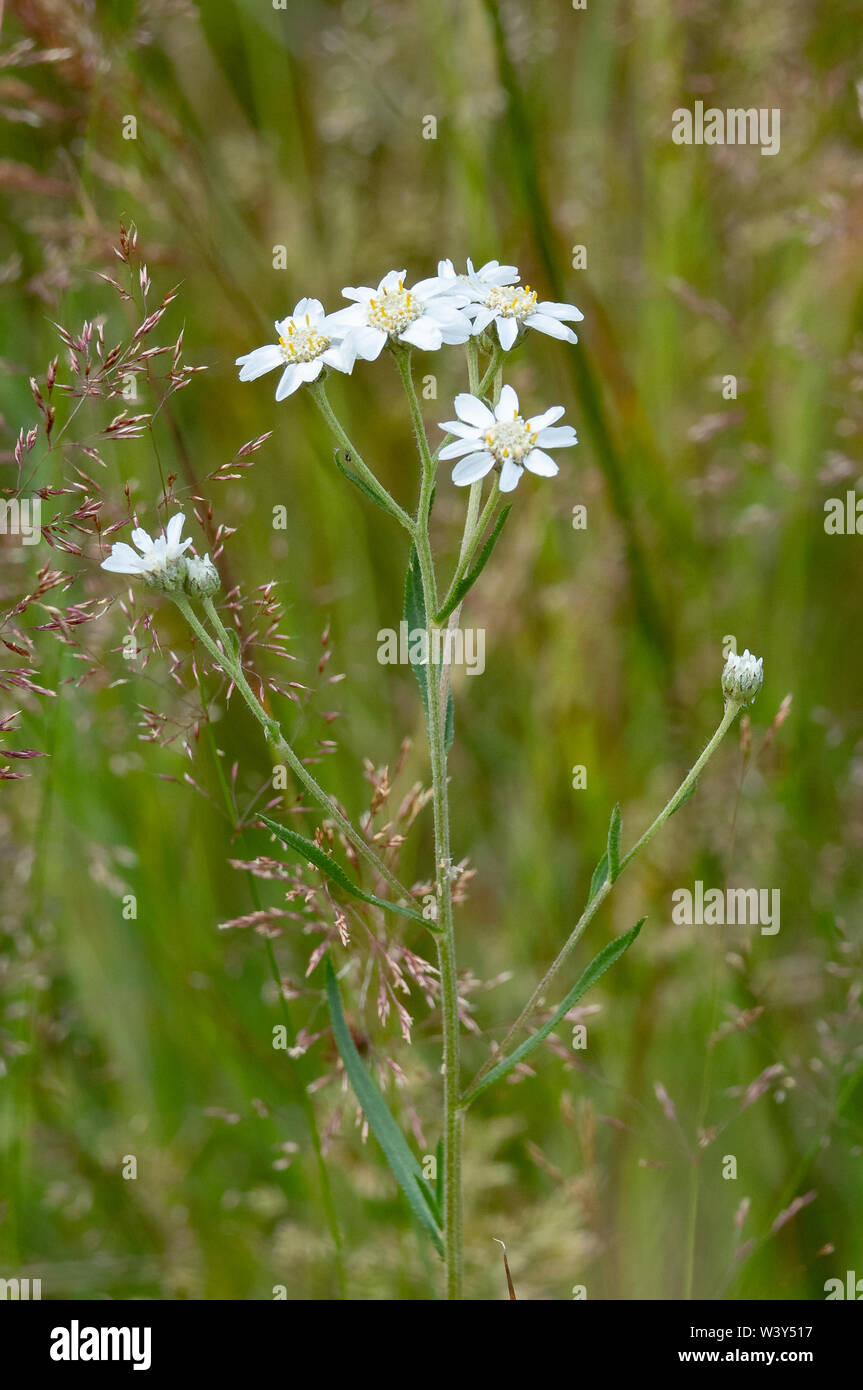 Achillea ptarmica sneezewort uk hi-res stock photography and images - Alamy