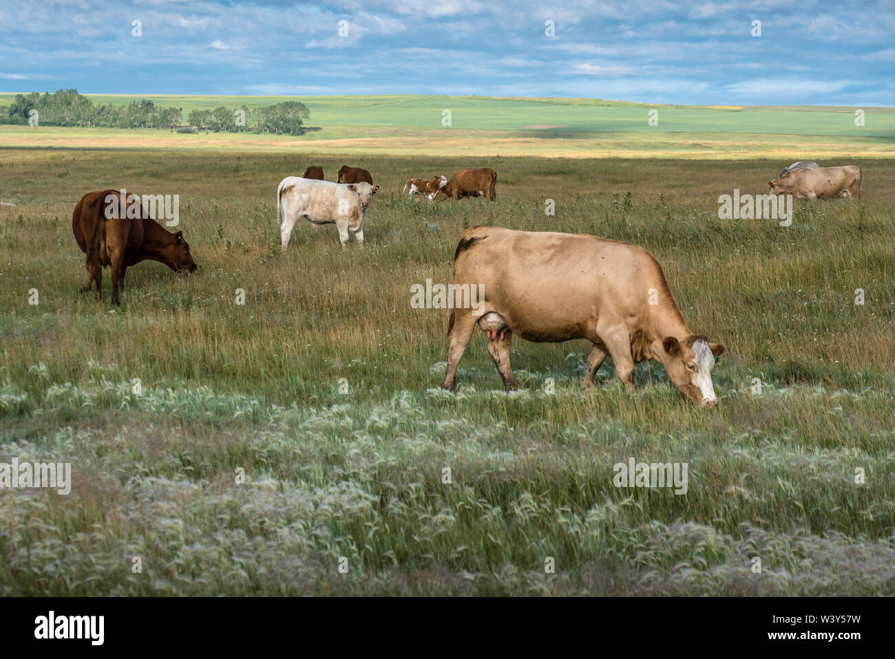 Cattle in a Pasture in Alberta, Canada Stock Photo - Alamy