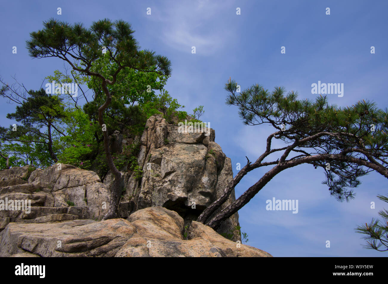 pine tree on the mountain rock Stock Photo - Alamy