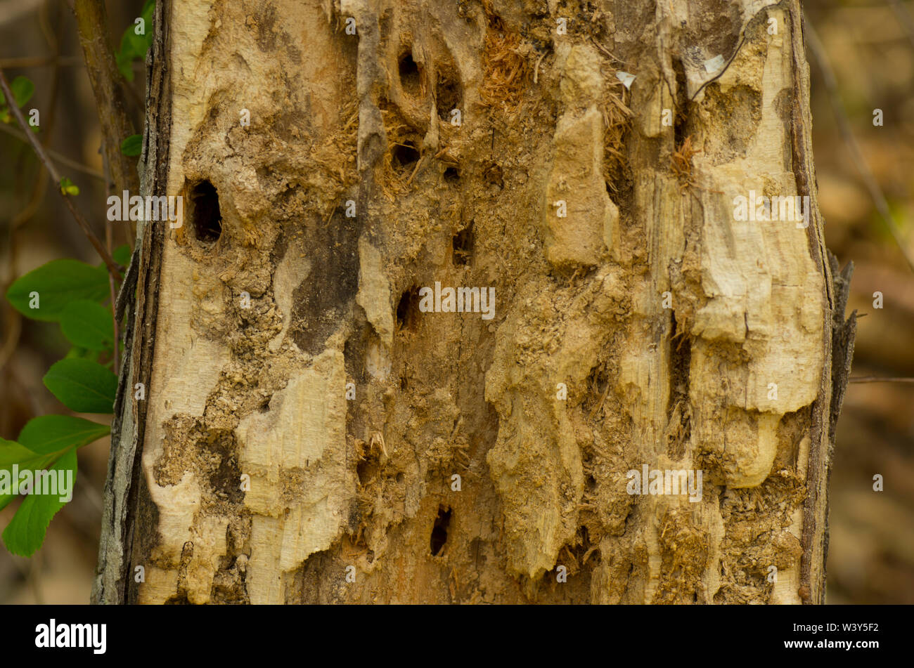 worm holes in the dead tree Stock Photo - Alamy