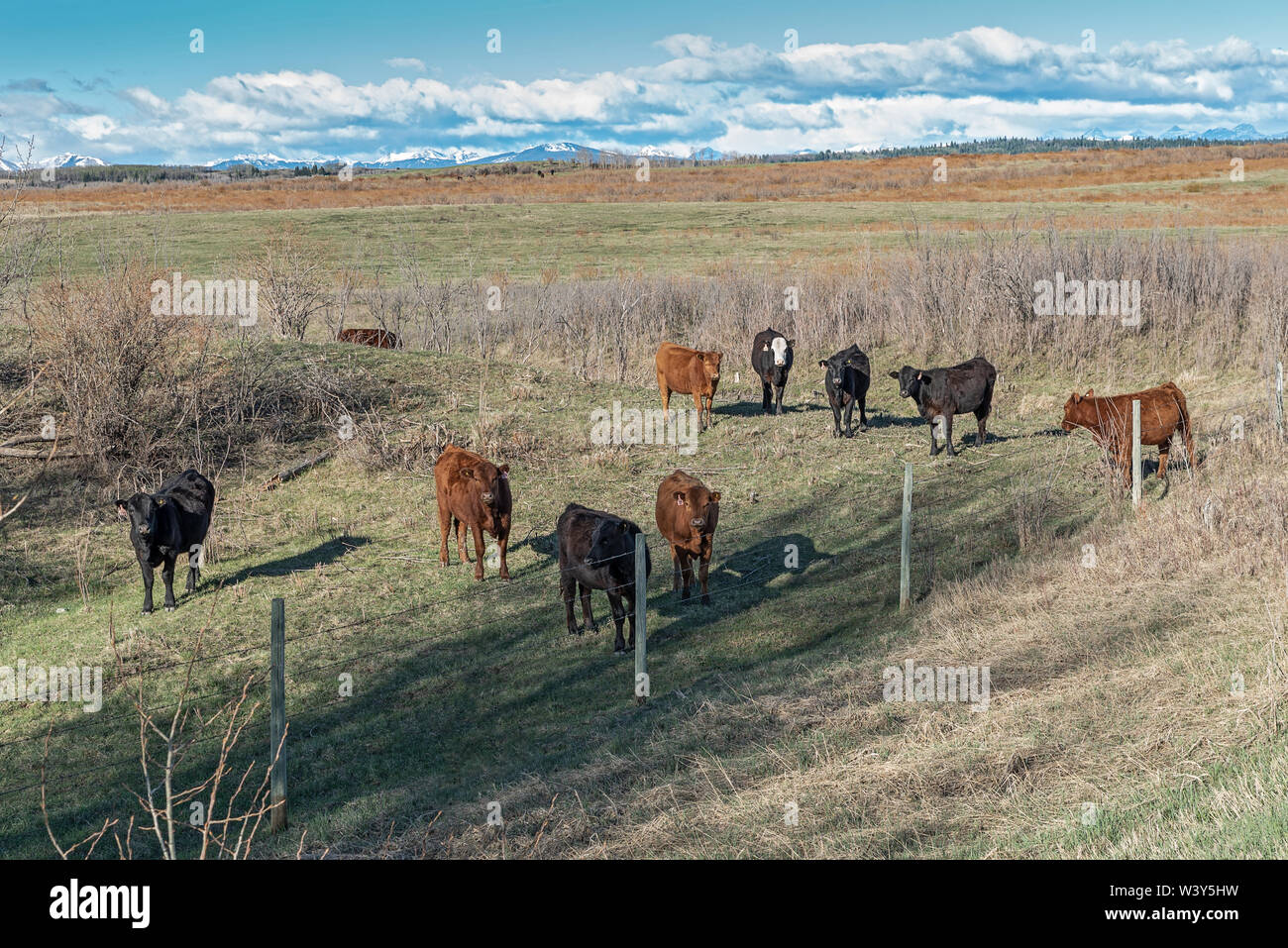 Canada alberta cow beef hi-res stock photography and images - Alamy