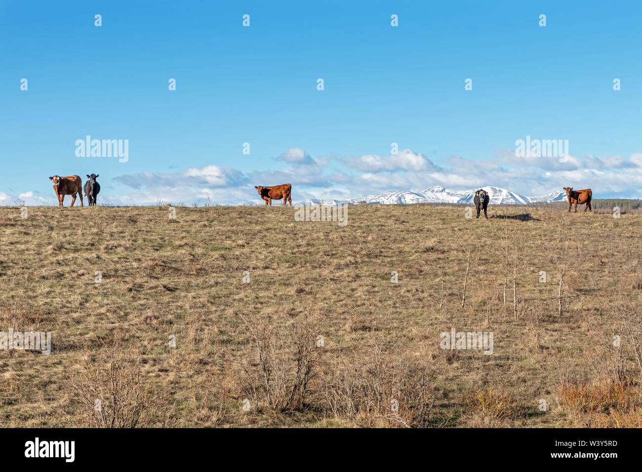 Canada alberta cow beef hi-res stock photography and images - Alamy