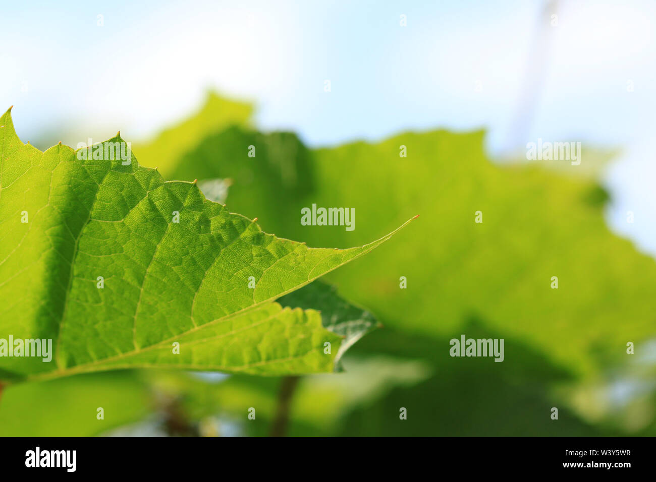 Green leaf of wine plant Stock Photo - Alamy