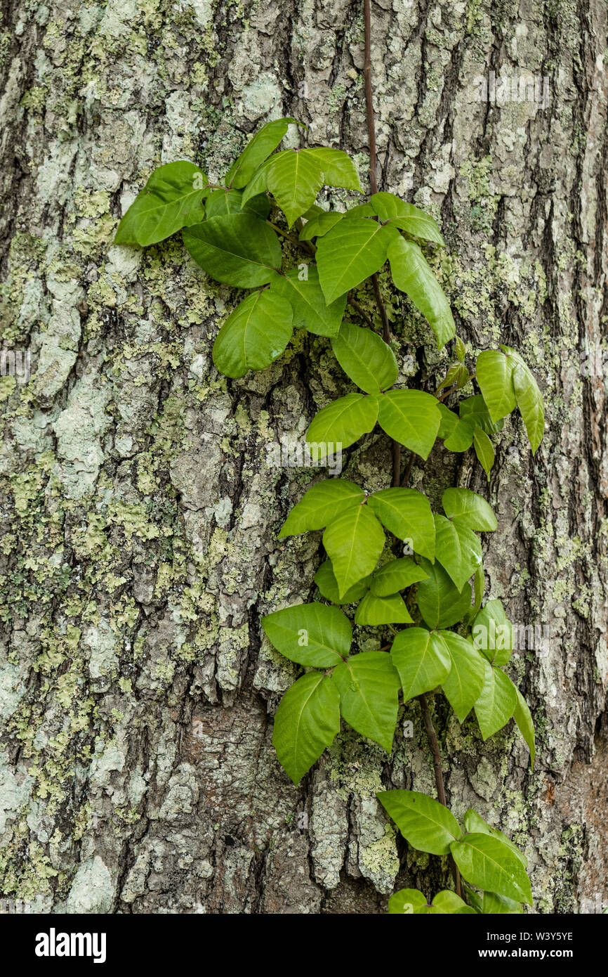 Poison Ivy Plant Vine