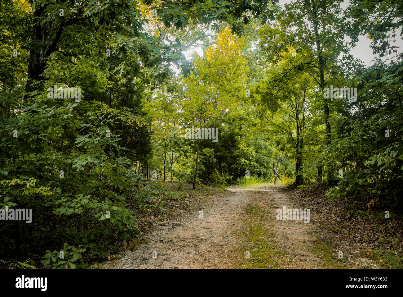Path through forest Stock Photo - Alamy