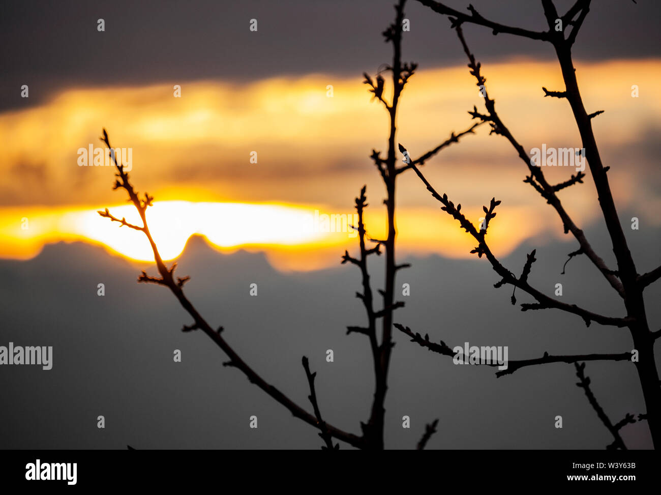 Sunset behind tree Stock Photo - Alamy