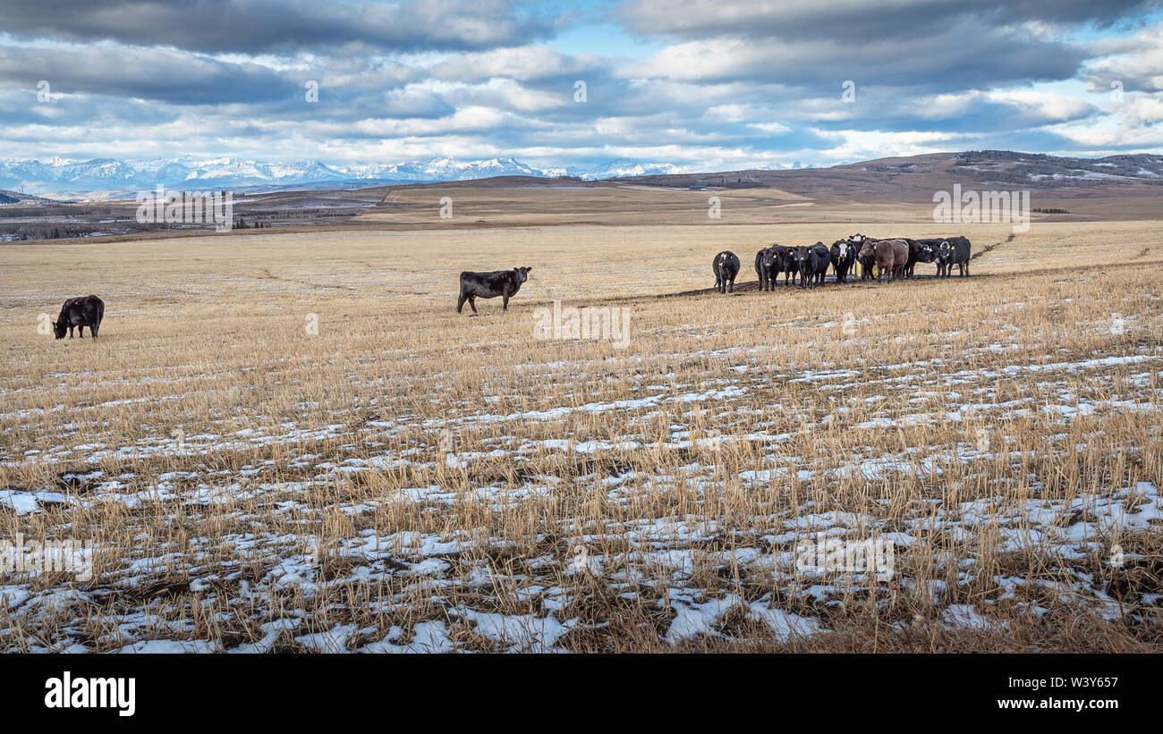 Cattle in a Pasture in Alberta, Canada Stock Photo - Alamy
