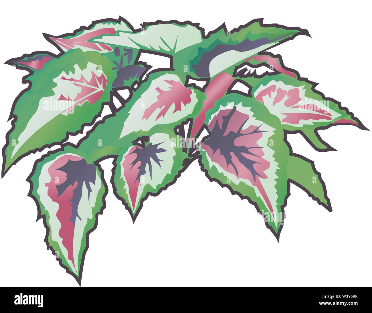 Begonia hybrid hi-res stock photography and images - Alamy