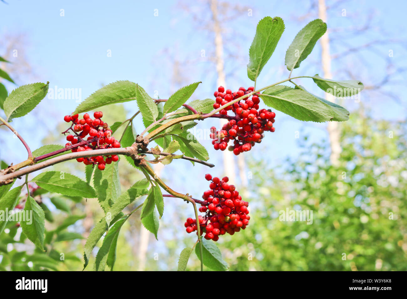Ripe red elderberry. Medicinal plant Stock Photo - Alamy