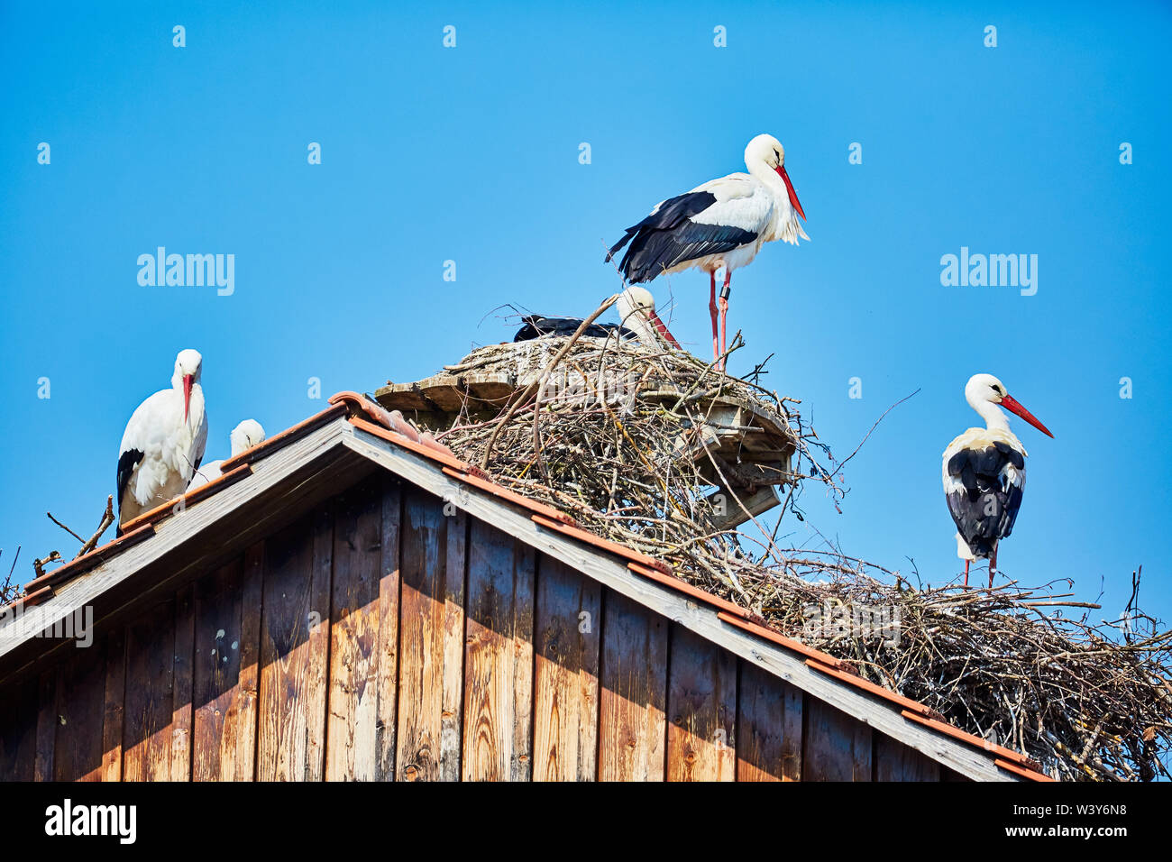 Stork nests with storks on a roof Stock Photo - Alamy