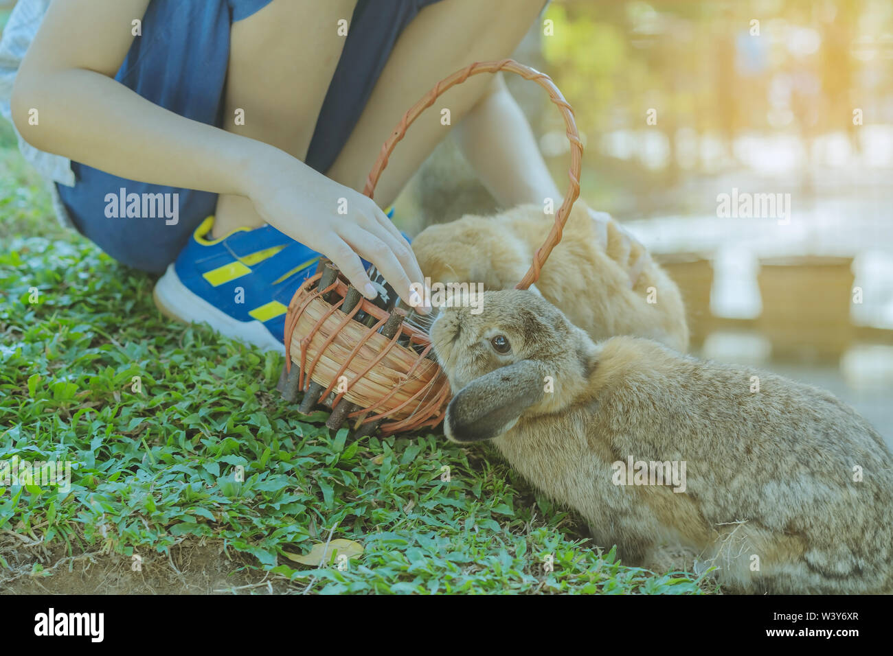 Feed rabbit asian hi-res stock photography and images - Alamy