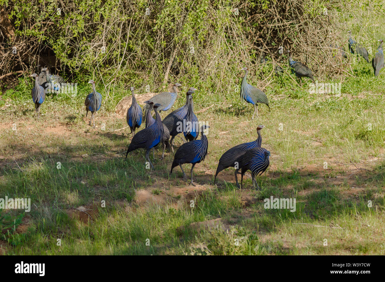 Helmeted fowl, Numida meleagris, large gray bird in the grass. Wildlife ...