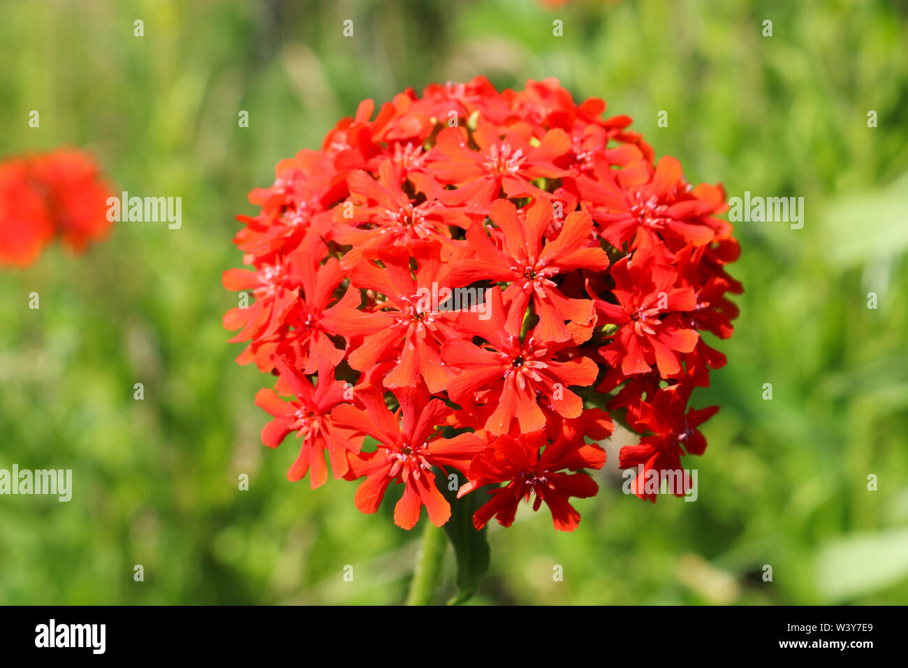 Lychnis chalcedonica red cross hi-res stock photography and images - Alamy