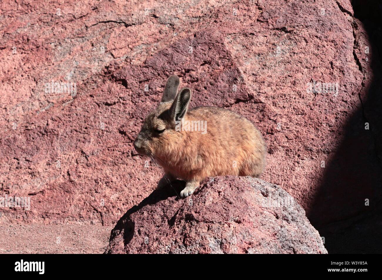 Desert Rat High Resolution Stock Photography and Images - Alamy