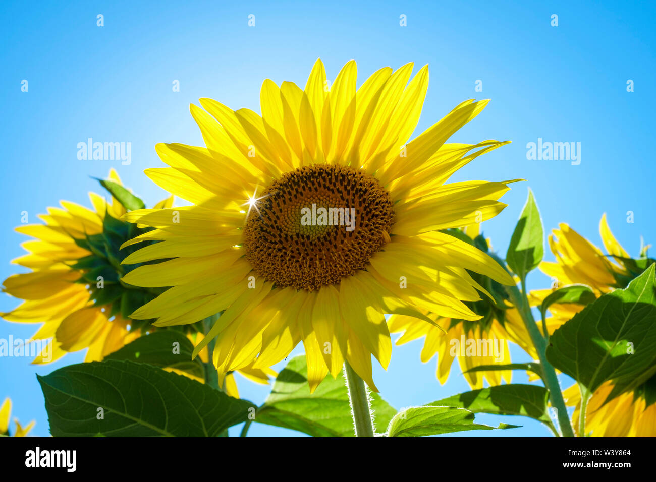Through sunflower fields hi-res stock photography and images - Alamy