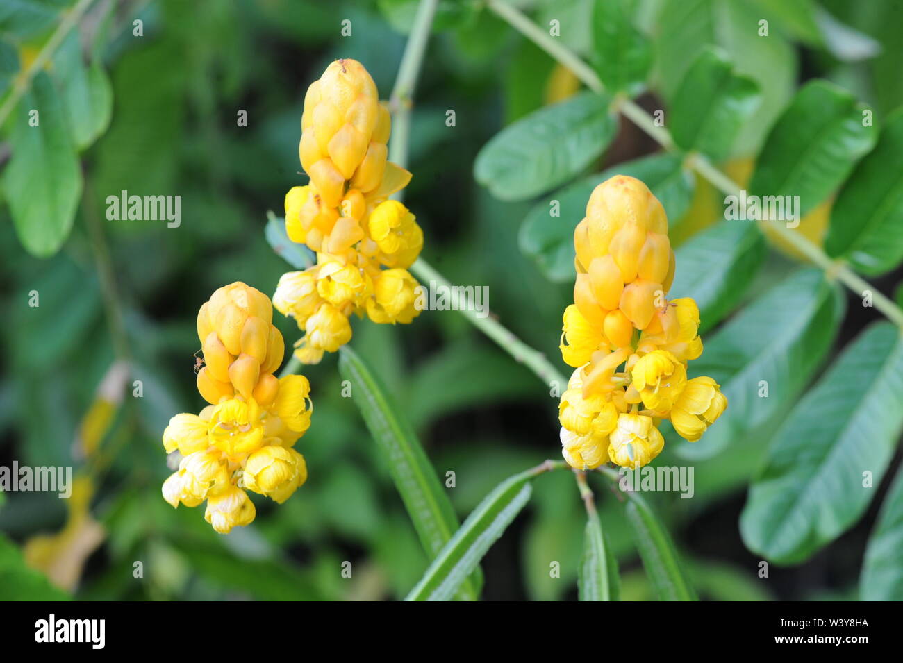 Yellow stock flowers with a leafy backdrop Stock Photo - Alamy