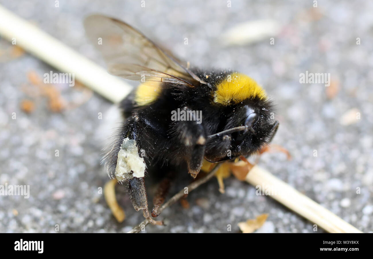 Rostock, Germany. 18th July, 2019. A dead bumblebee lies on a footpath ...