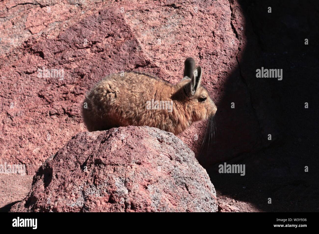 Desert Rat High Resolution Stock Photography and Images - Alamy