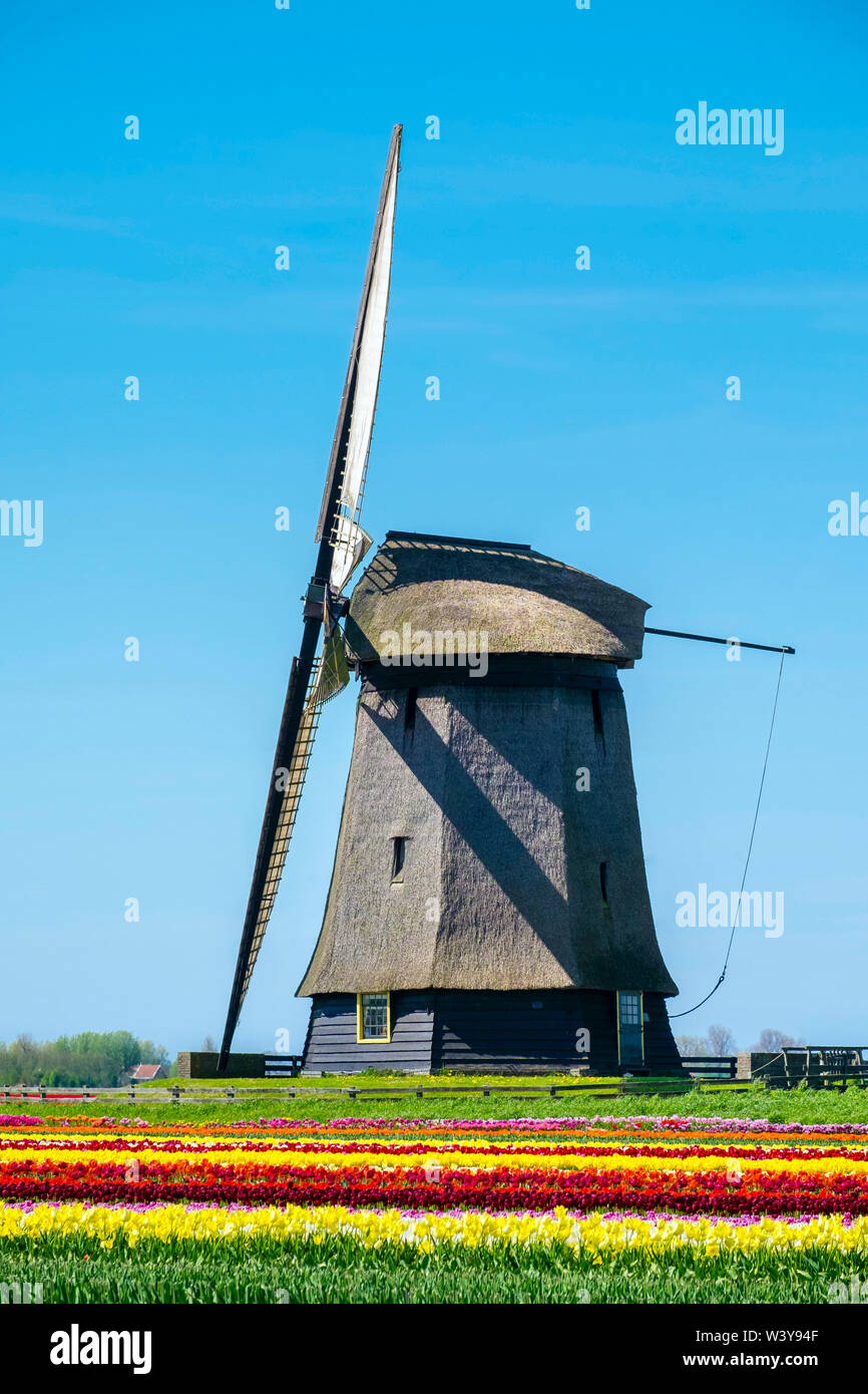 Netherlands, North Holland, Schermerhorn. Windmill, polder mill from ...