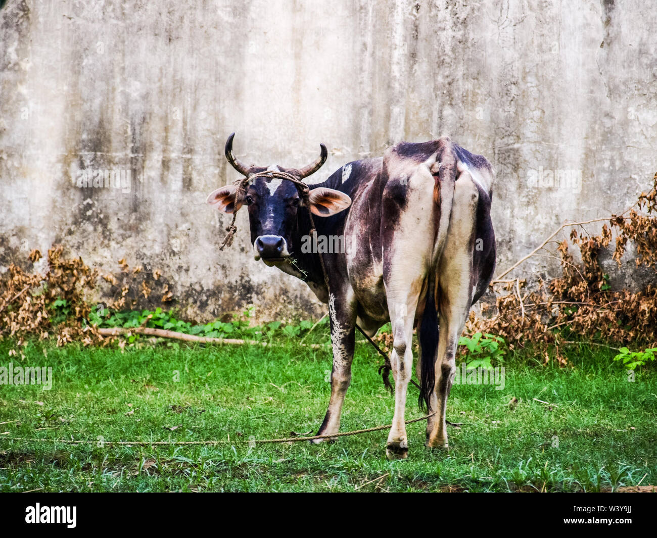 Young sacred cow in the streets in front of wall in India Stock Photo ...