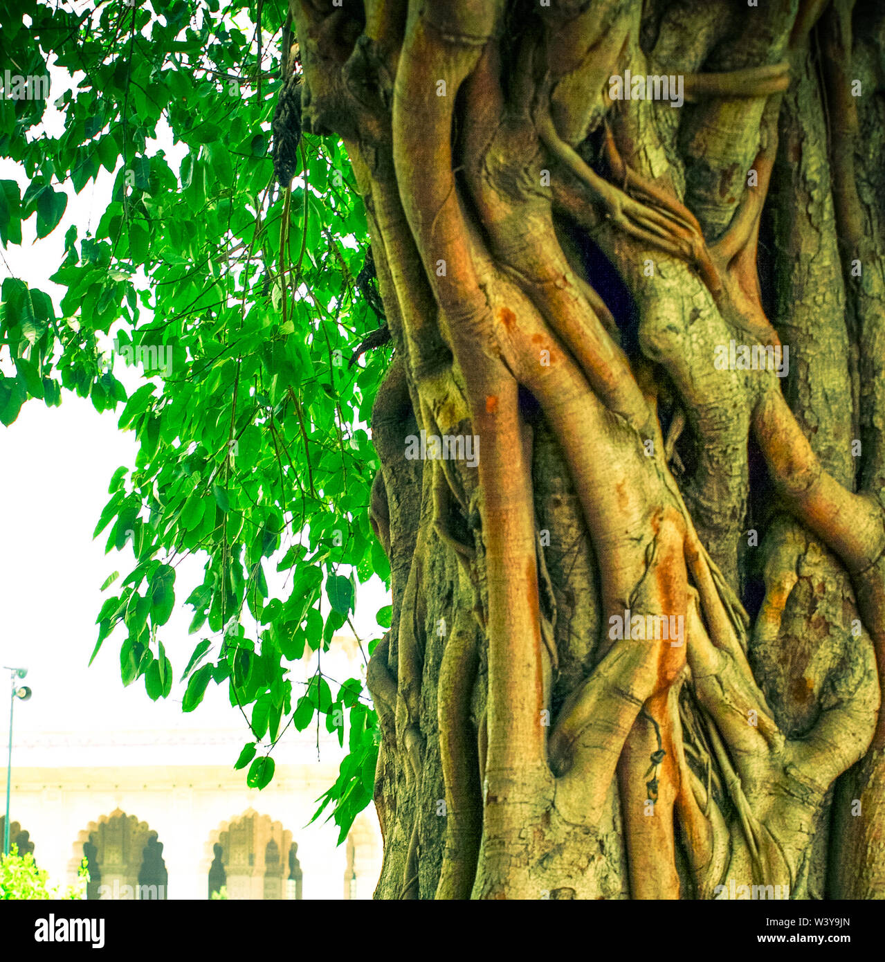 tree trunk grunge natural, organic background, texture, Indian tree ...