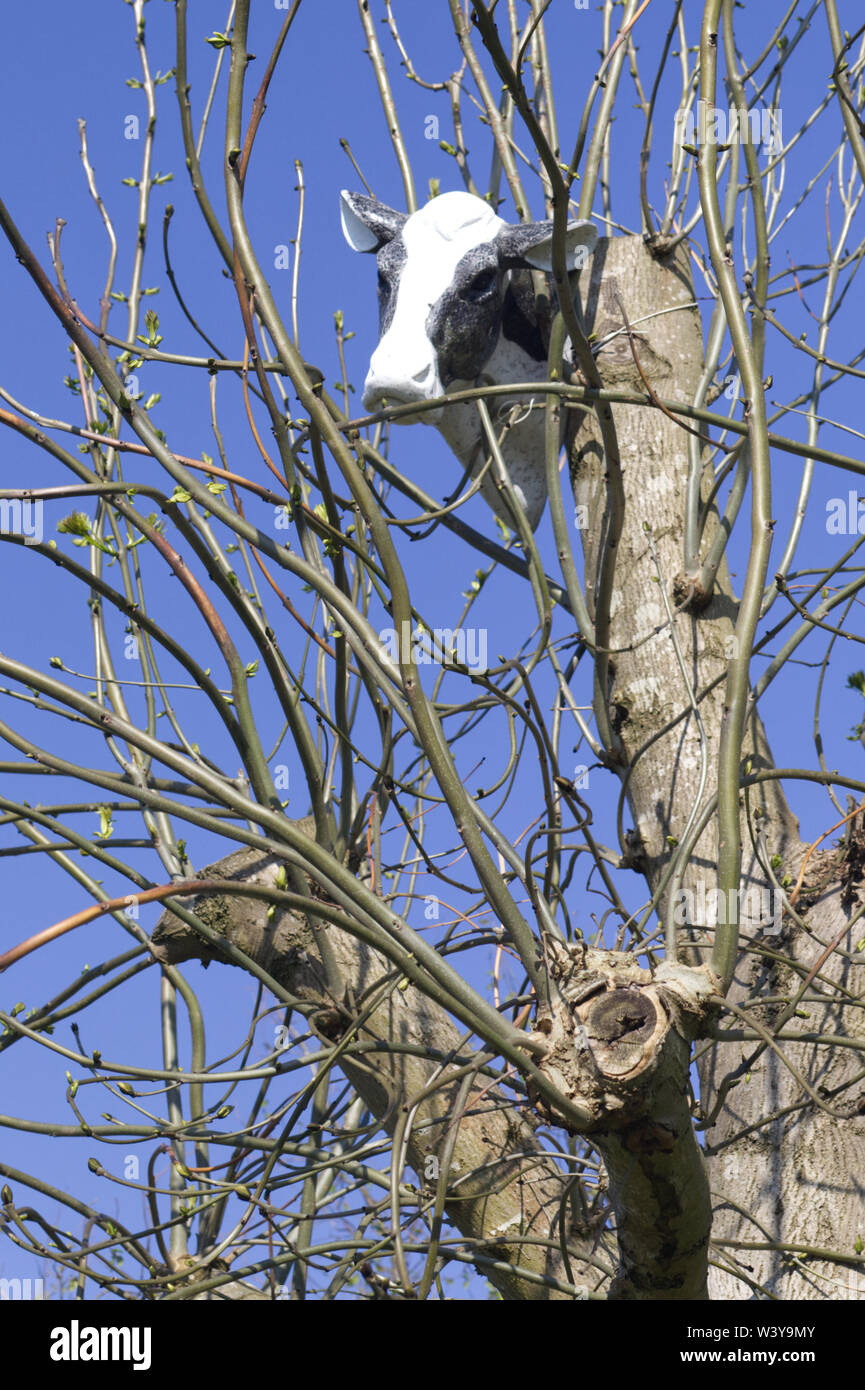 Cow tree hi-res stock photography and images - Alamy