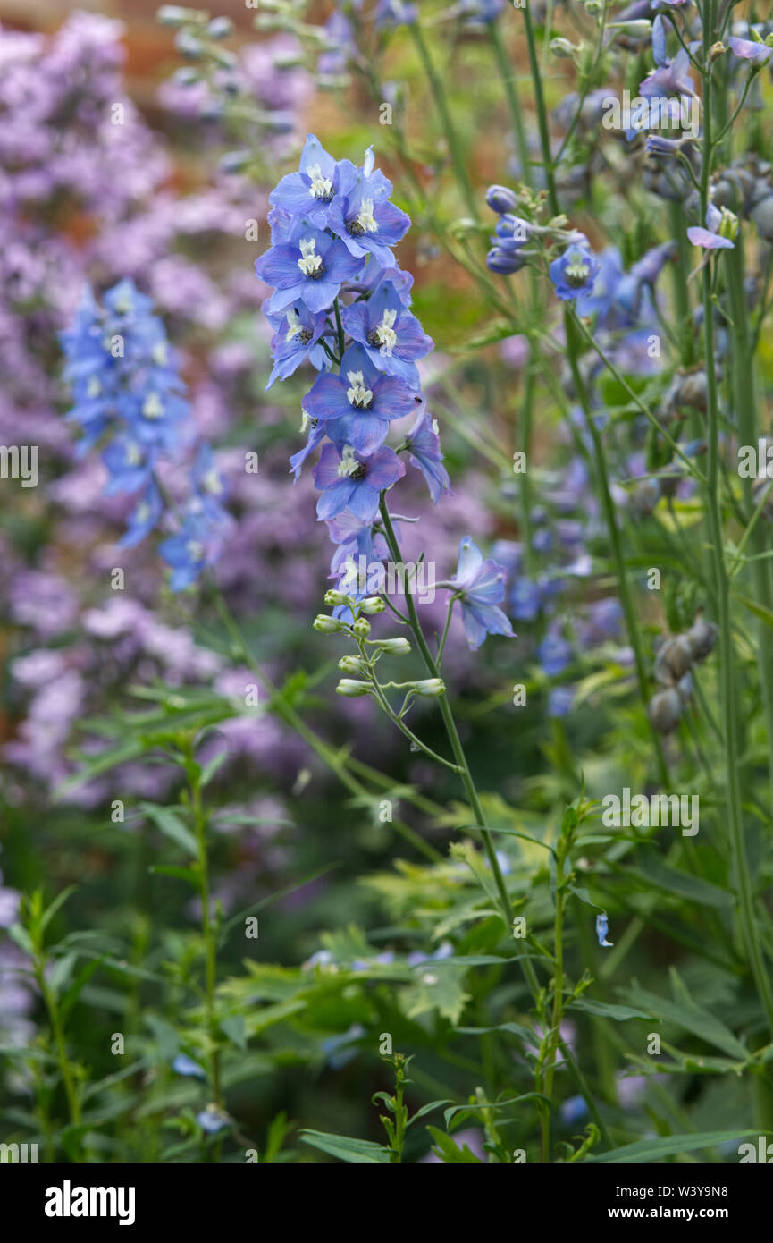 delphinium lavender growing in the garden Stock Photo - Alamy