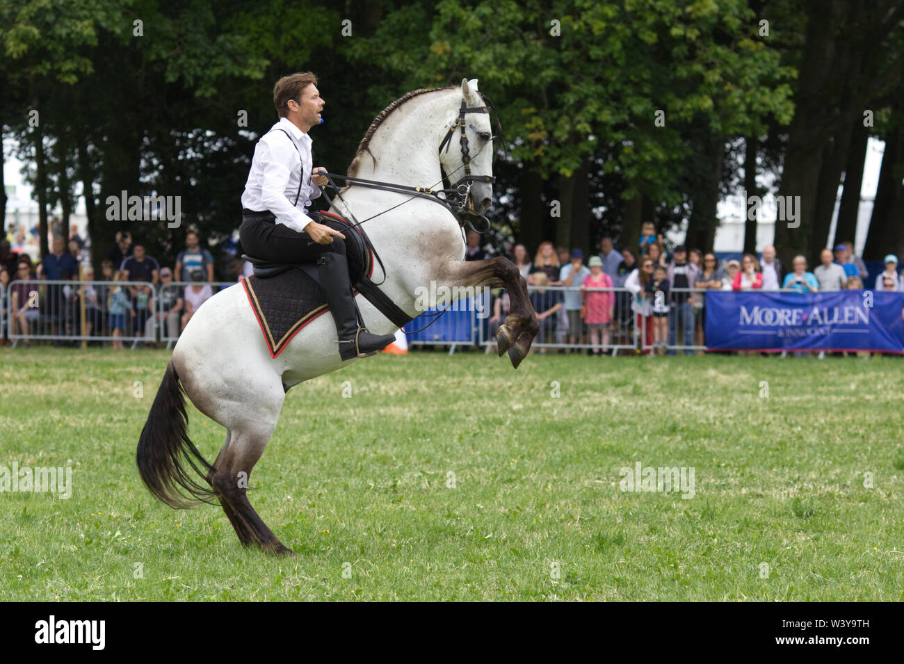 Dancing Spanish Horses