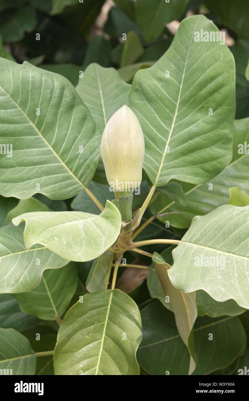 magnolia macrophylla, closed flower Stock Photo - Alamy