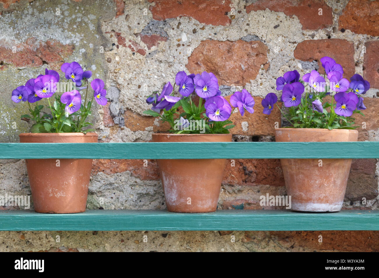 terracotta flower pots with Viola flowers on a shelf Stock Photo - Alamy