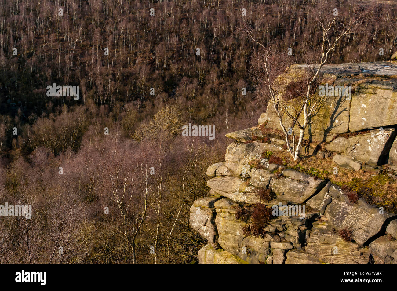 Small silver birch tree growing from the outcrop at Gardom's Edge, near ...
