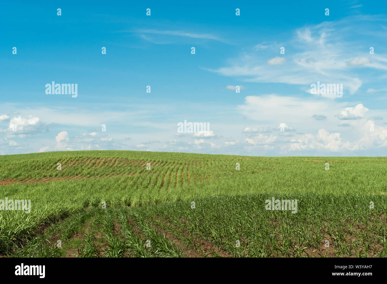 Landscape of green field on mountain / View Corn field in farm ...
