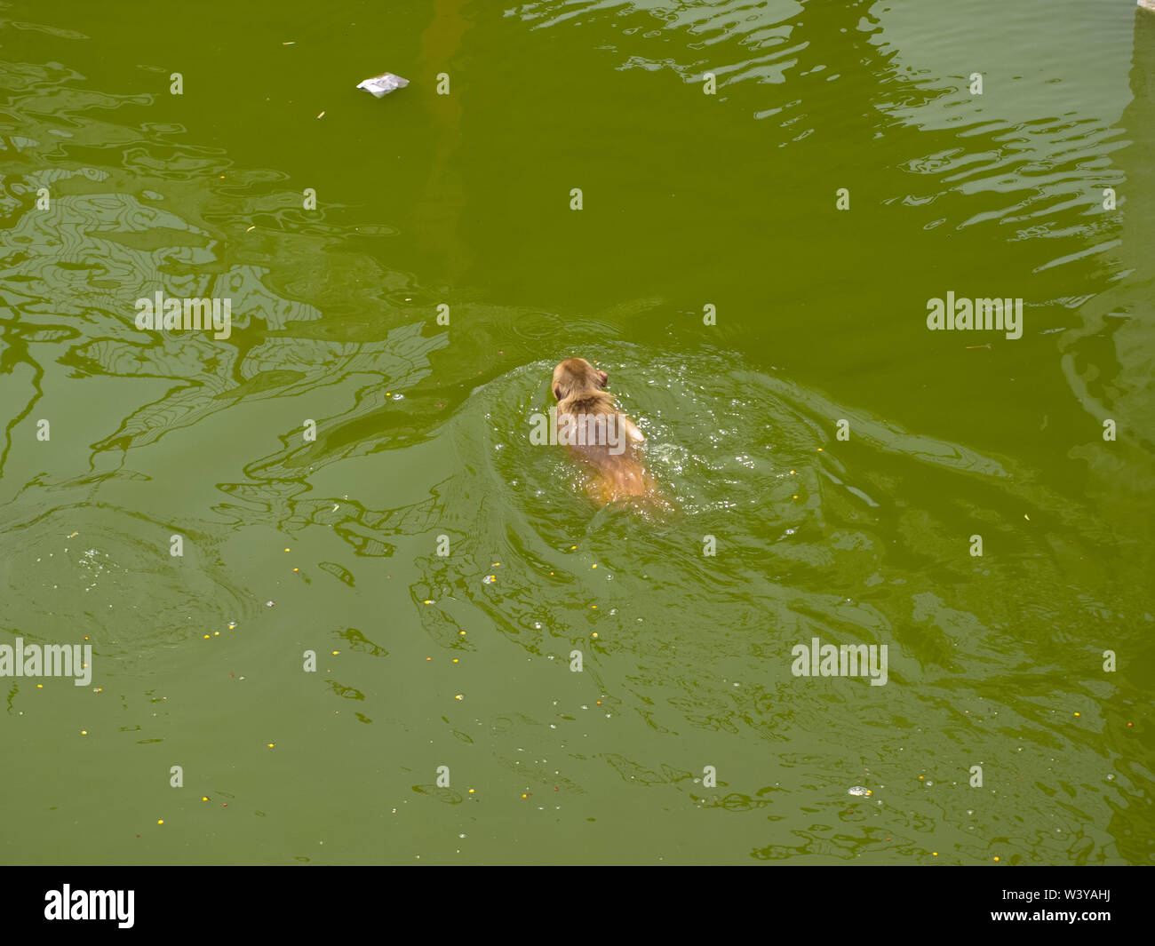 Monkey swimming pool hi-res stock photography and images - Alamy